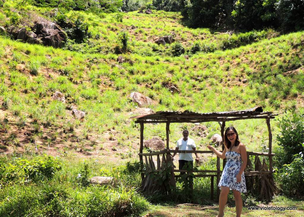 Mahé Island Tour: Tea Factory – VIOLETOLOGY