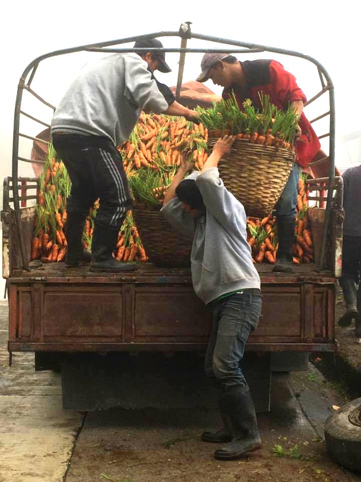 The Carrotman: just a face? – VIOLETOLOGY